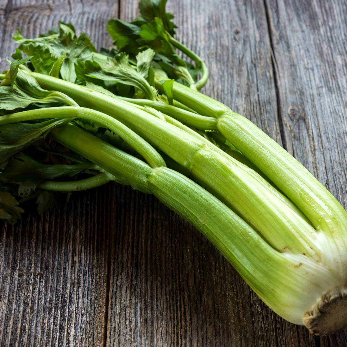 Easy Flower Painting with Celery Stamping for Kids