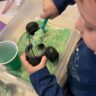 Complete Early Childhood St. Patrick’s Day Activities
